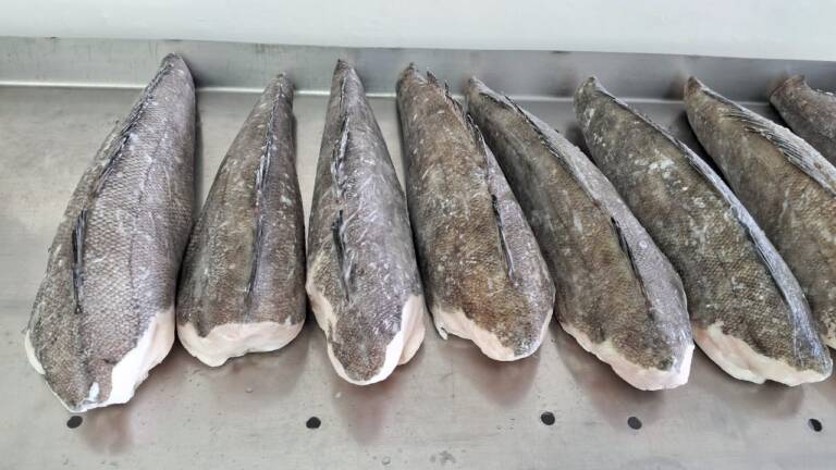 Patagonian toothfish